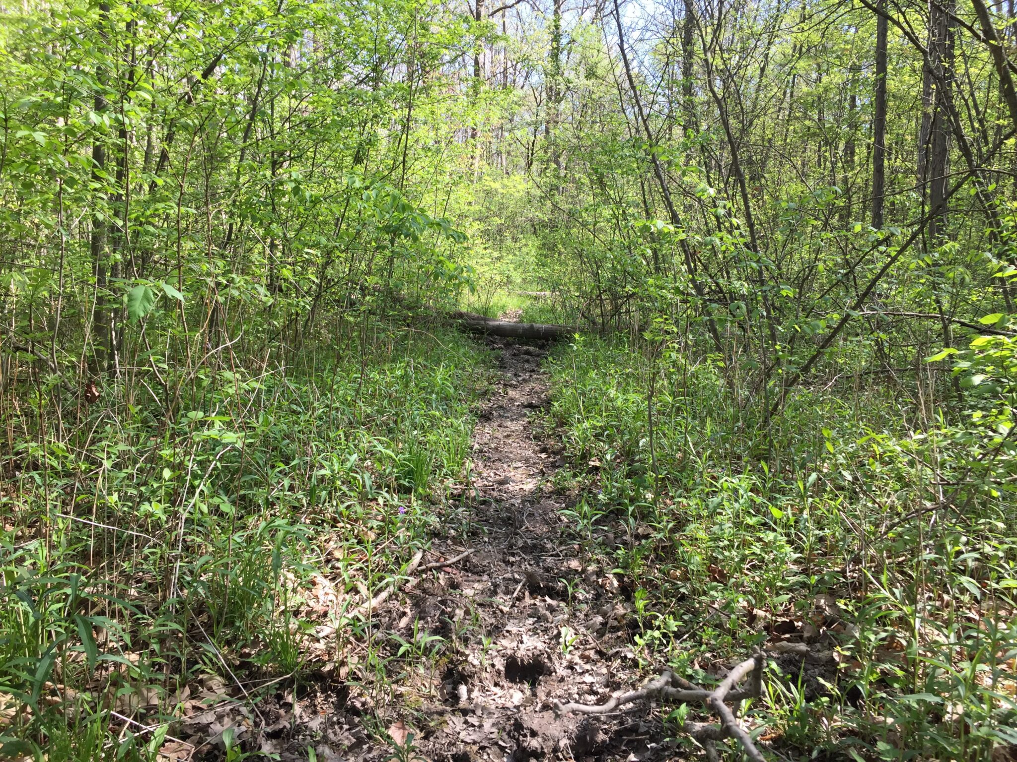 Bickford Oak Woods Conservation Reserve - Chase March - Official Site